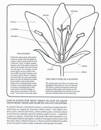 God Created the Plants & Trees of the World – daileybreadbooks